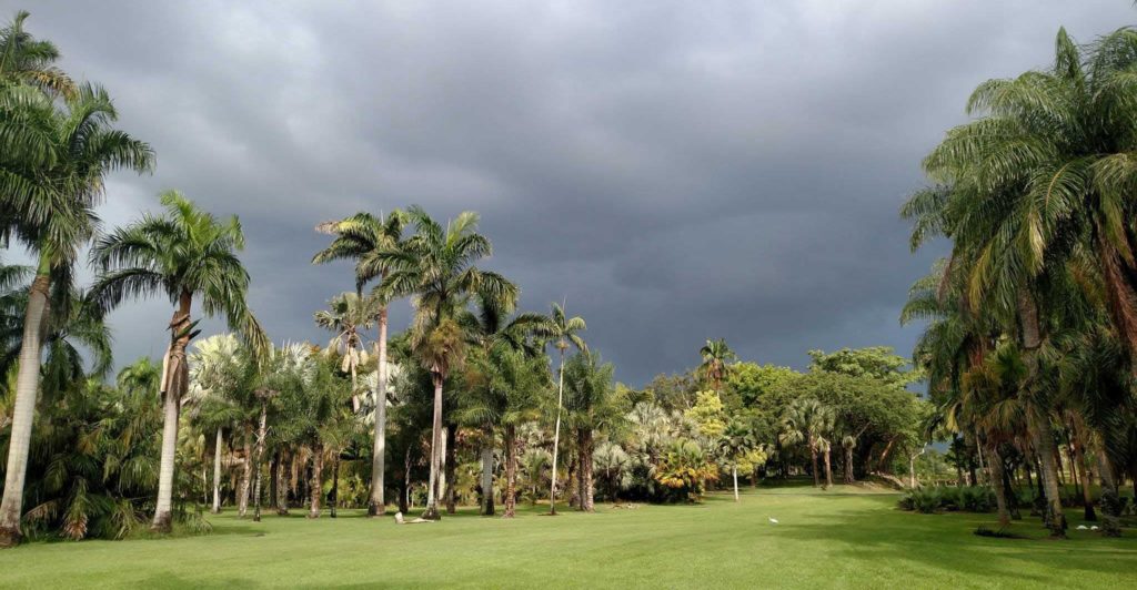 Palm Walk - Montgomery Botanical Center
