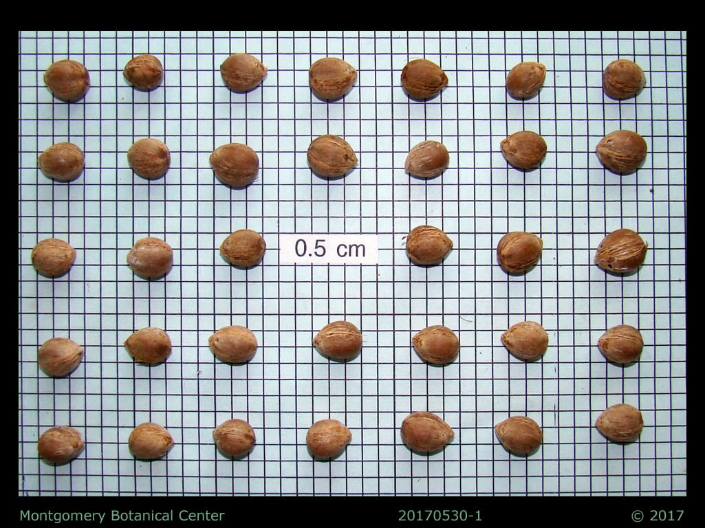 Seeds, Seeds, and More Seeds - Montgomery Botanical Center