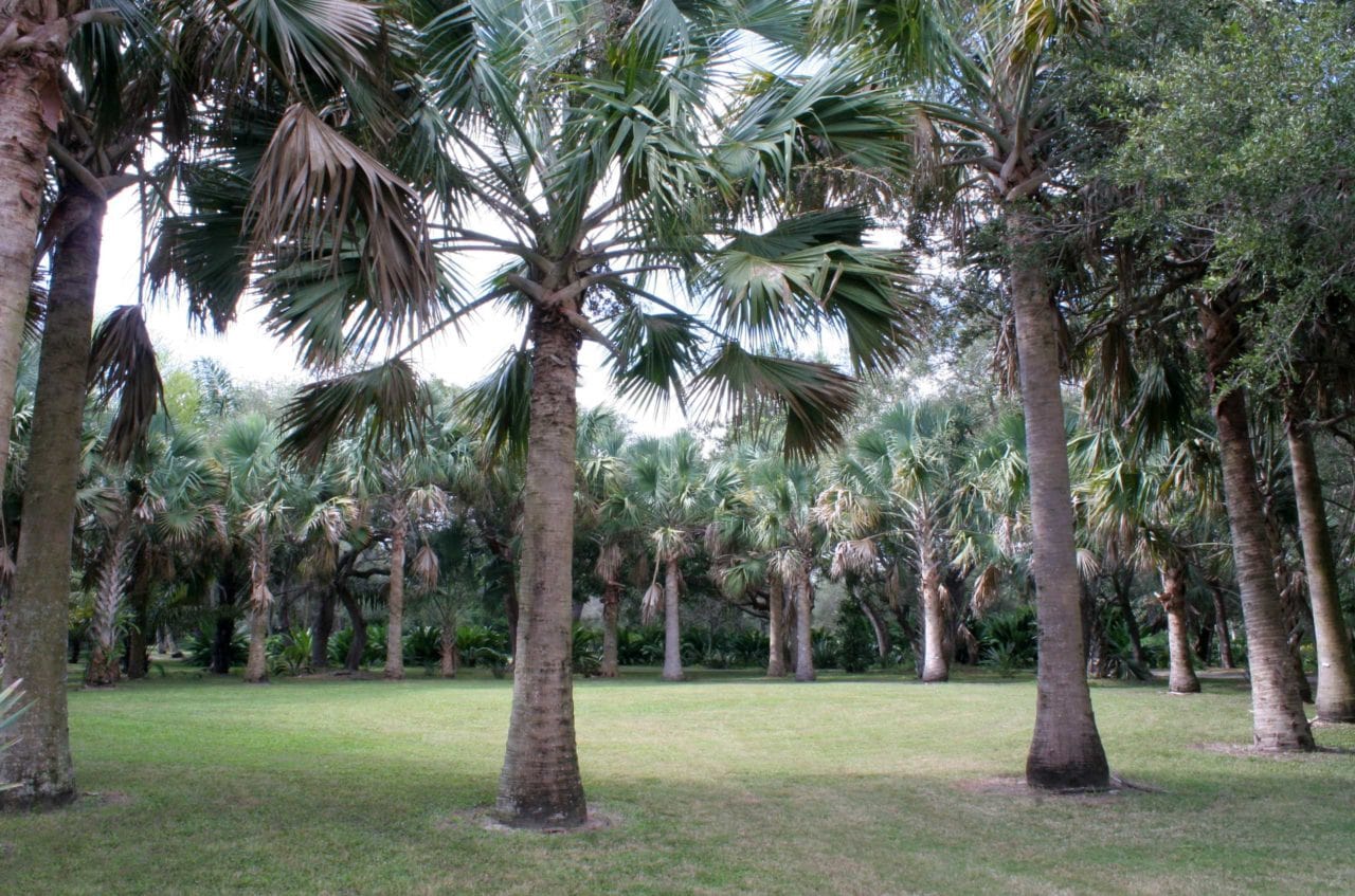 Palm Walk - Montgomery Botanical Center