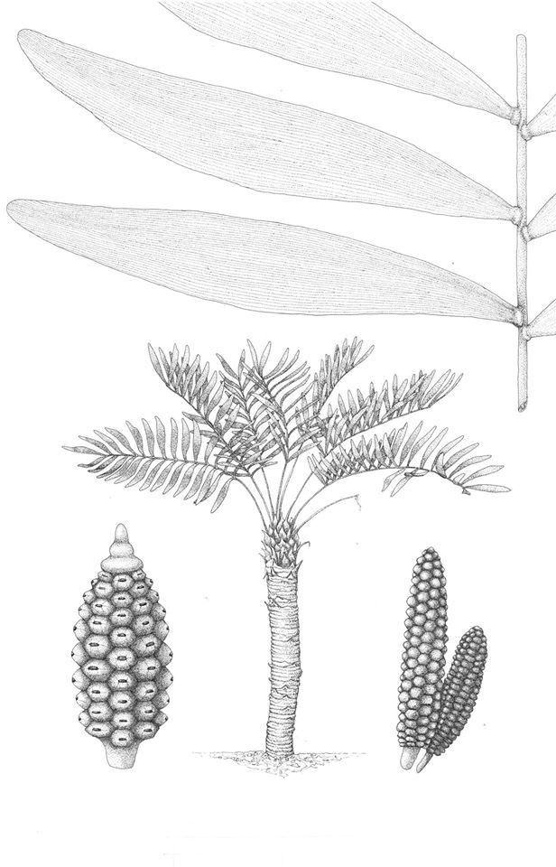 The Very First Zamia! - Montgomery Botanical Center