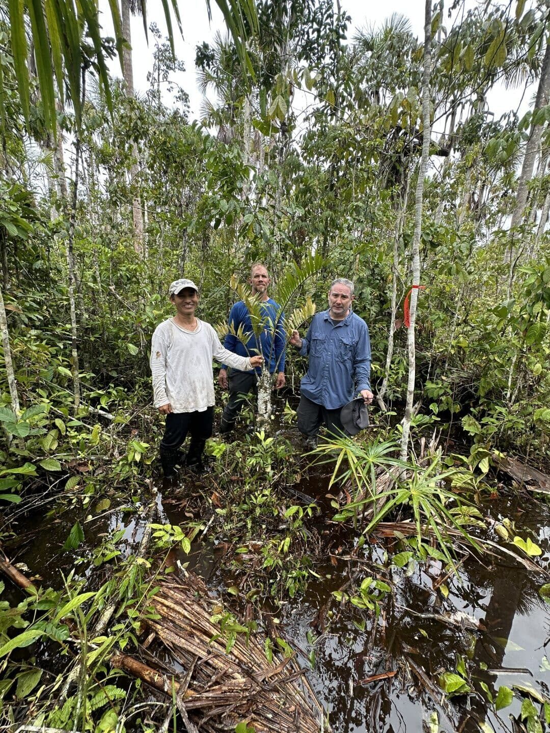 Zamia urarinorum, a newly described cycad from wetland forests of ...